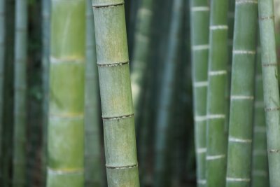 Bambú: el acero vegetal | Arquitectura Sostenible